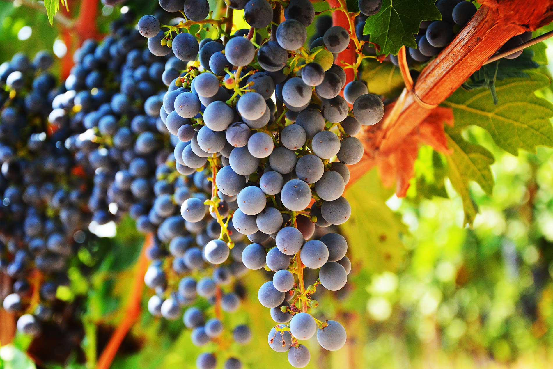 It’s Almost Wine Time